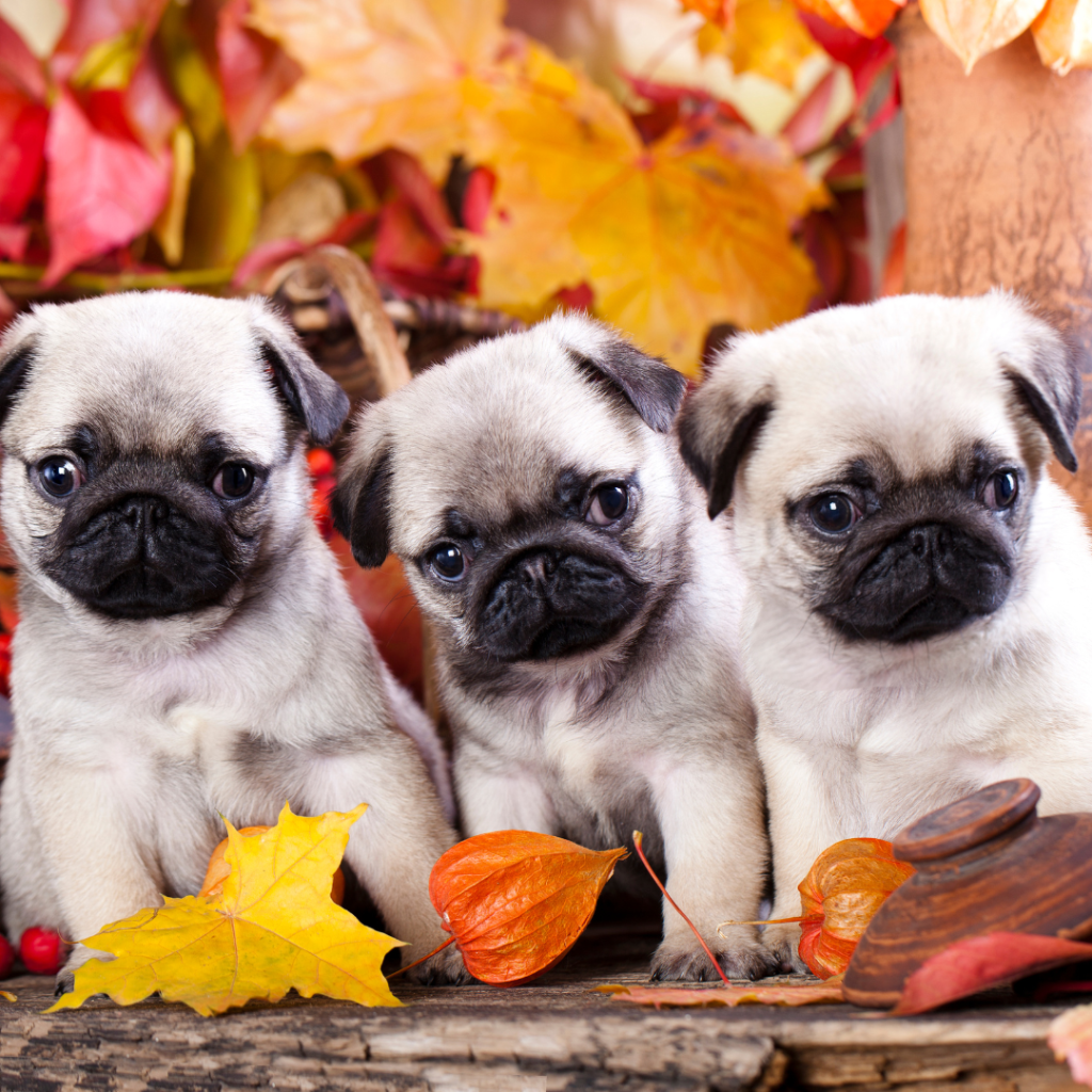 Preparing for a Puppy: A Comprehensive Guide to Welcoming Your Furball ...